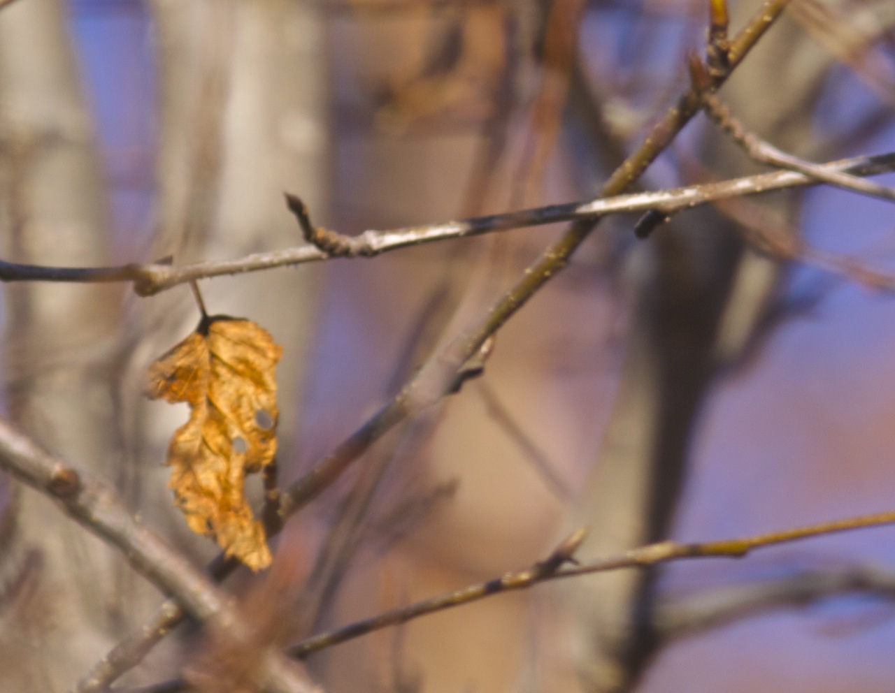 The Last Leaf Monica Devine the-last-leaf-monica-devine