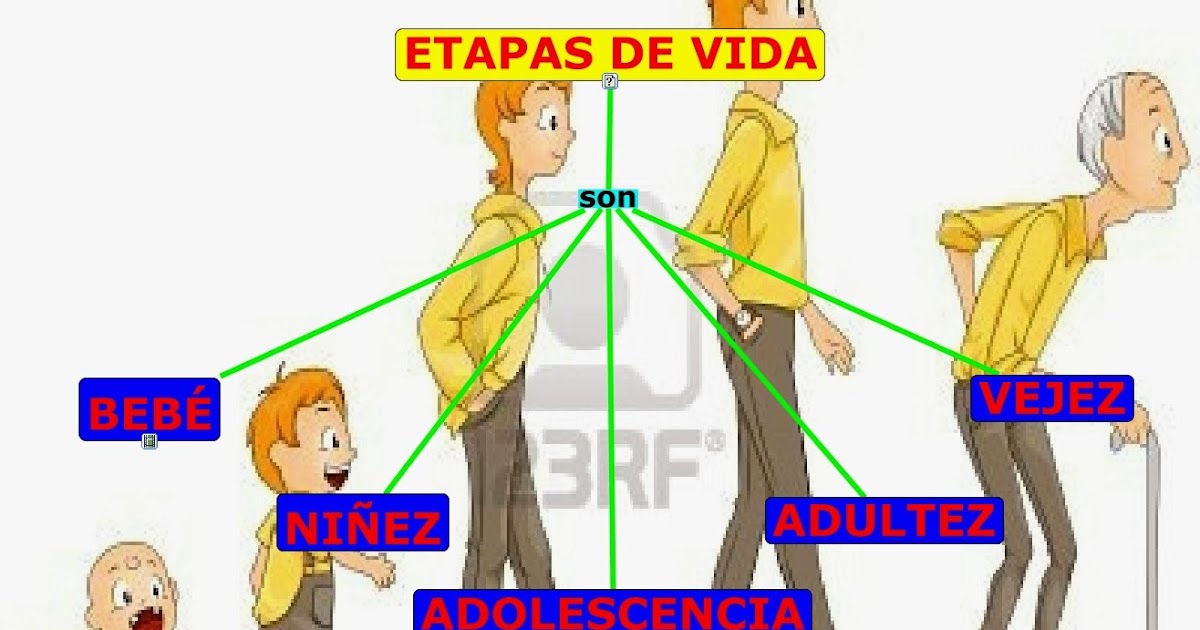 la etapas de la vida