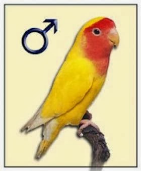 guidoagapornis: Agapornis - Cría y reproducción Como obtener Roseicollis Lutinos