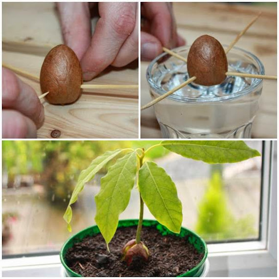 How to Grow Your Own Avocado Tree How to Grow Your Own Avocado Tree