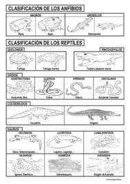 REPTILES Y ANFIBIOS PARA EDUCACIÓN PRIMARIA