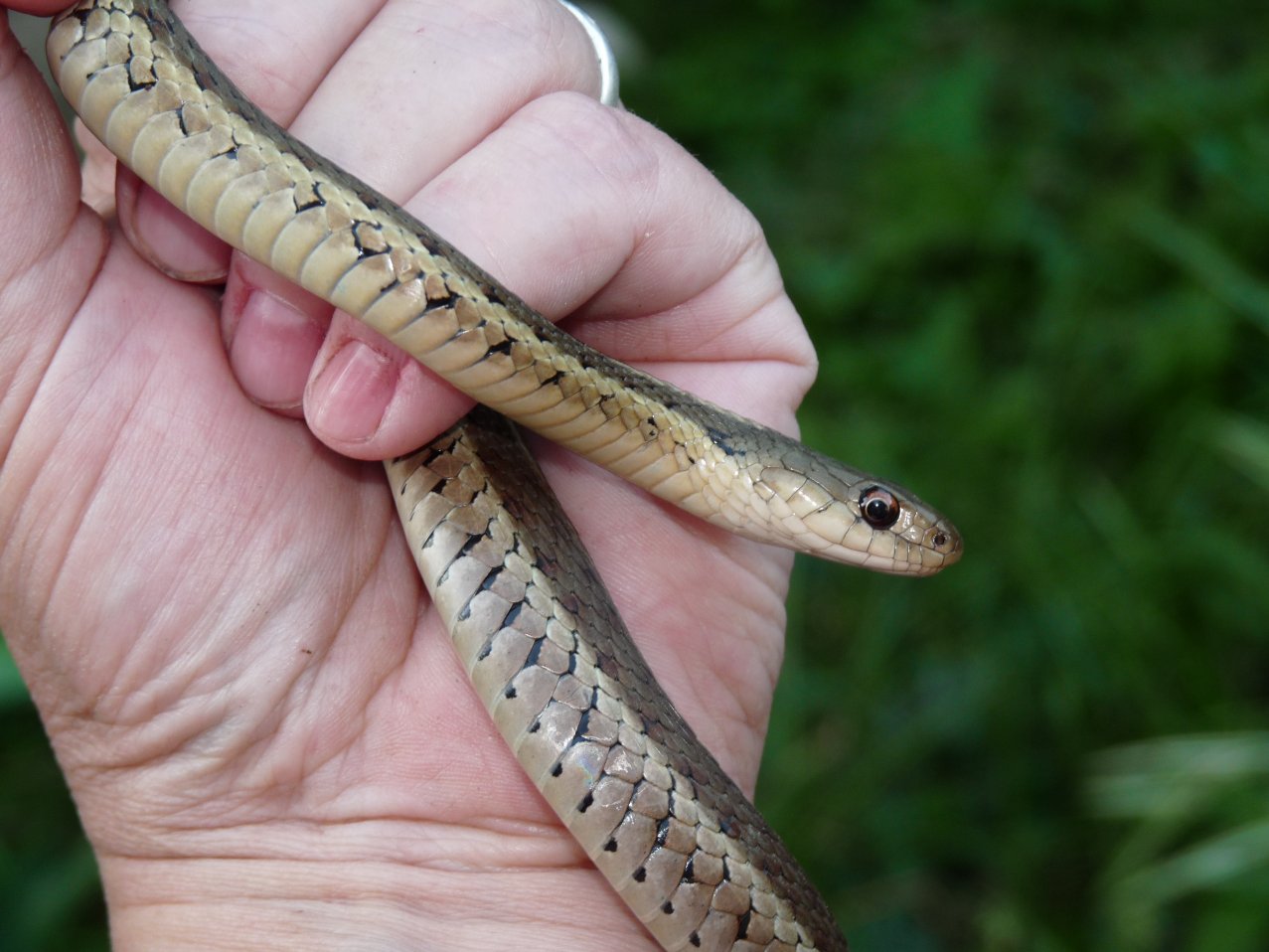Do Common Garter Snakes Bite at Juliana Stclair blog