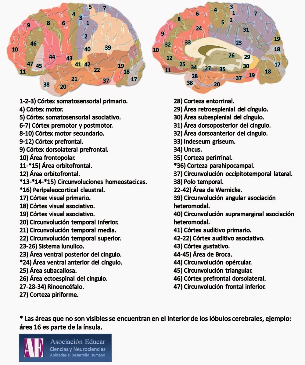 NEUROANATOMIA: ESTRUCTURAS CORTICALES Y SUBCORTICALES | Monitorias Neurociencia Comportamental