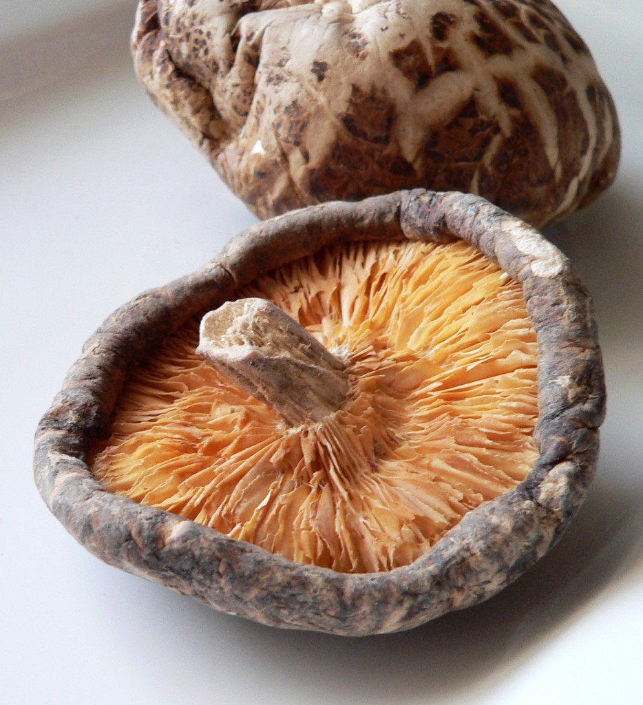 Temperate Climate Permaculture Shiitake Mushrooms temperate-climate-permaculture-shiitake-mushrooms