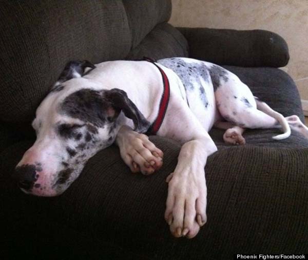 White Wolf : A UPS driver saves an emaciated dog on a cold winter day ... White Wolf : A UPS driver saves an emaciated dog on a cold winter day ...