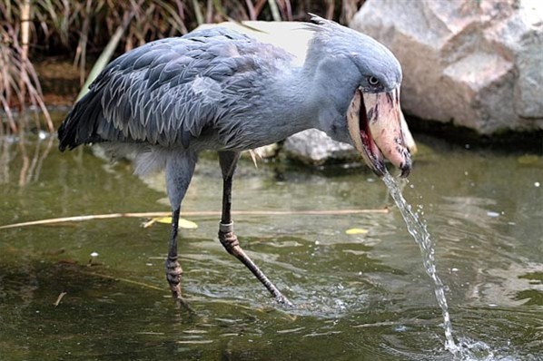 RECREATEOFICIAL: 10 animales que talvez no sabias que existian... RECREATEOFICIAL: 10 animales que talvez no sabias que existian...