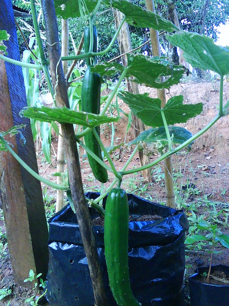 TanamSendiri.com -- Grow Your Own: Gambar Oleh Rakan Tanamsendiri ... TanamSendiri.com -- Grow Your Own: Gambar Oleh Rakan Tanamsendiri ...