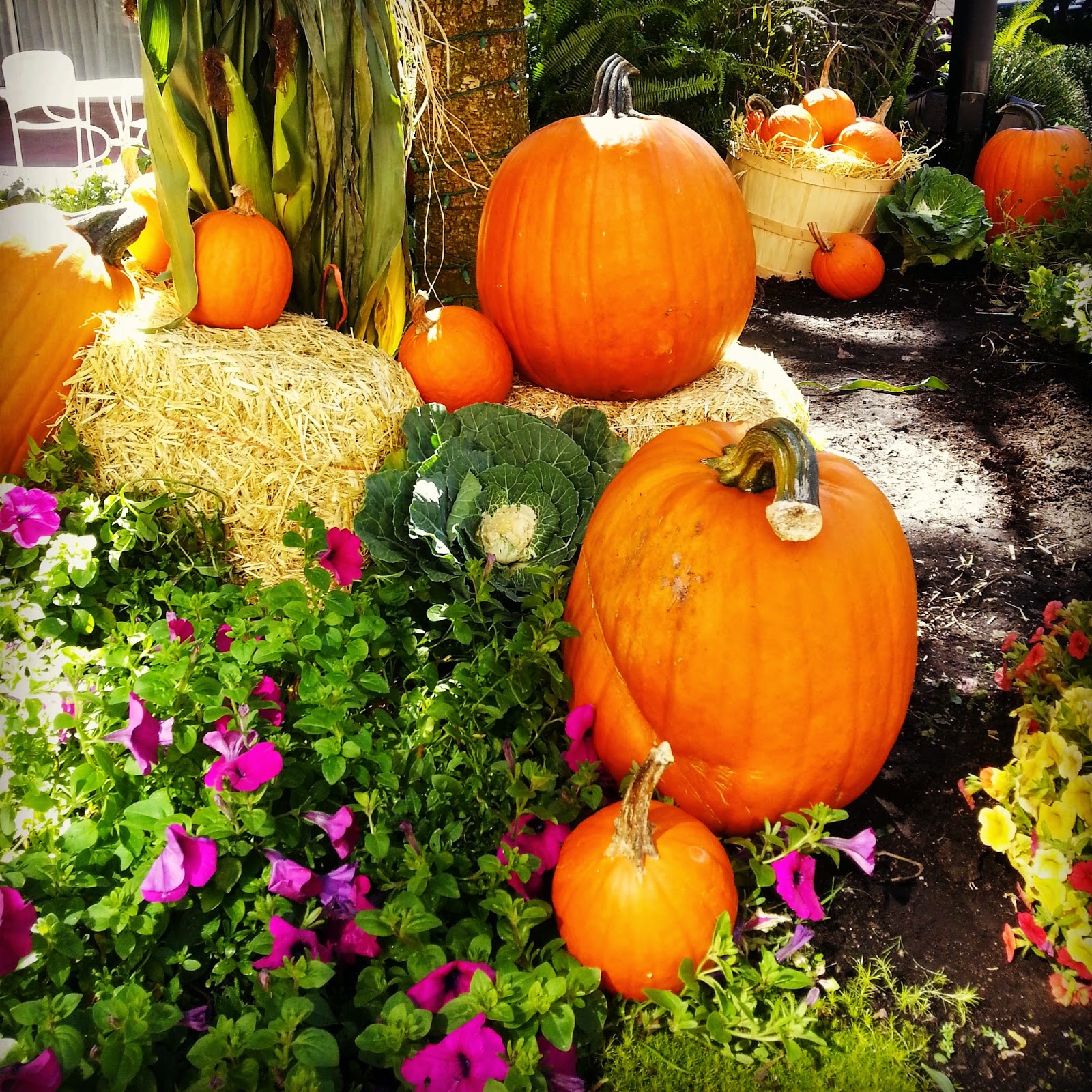 Pumpkin Display Photo Friday Eco Cajun pumpkin-display-photo-friday-eco-cajun