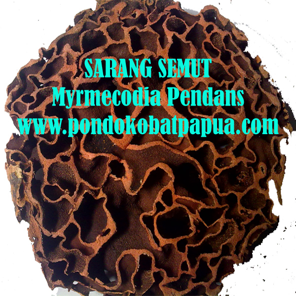 SARANG SEMUT IRISAN KERING SARANG SEMUT IRISAN KERING