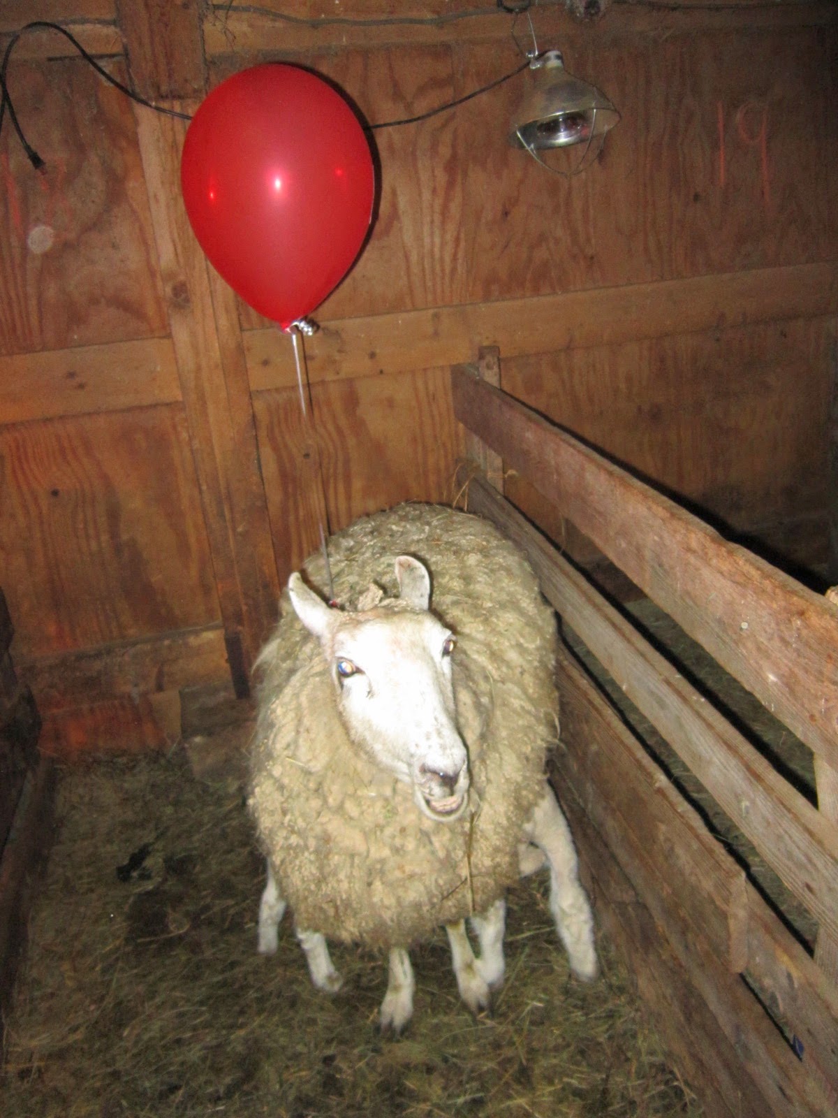 floatingsheep: May 2014