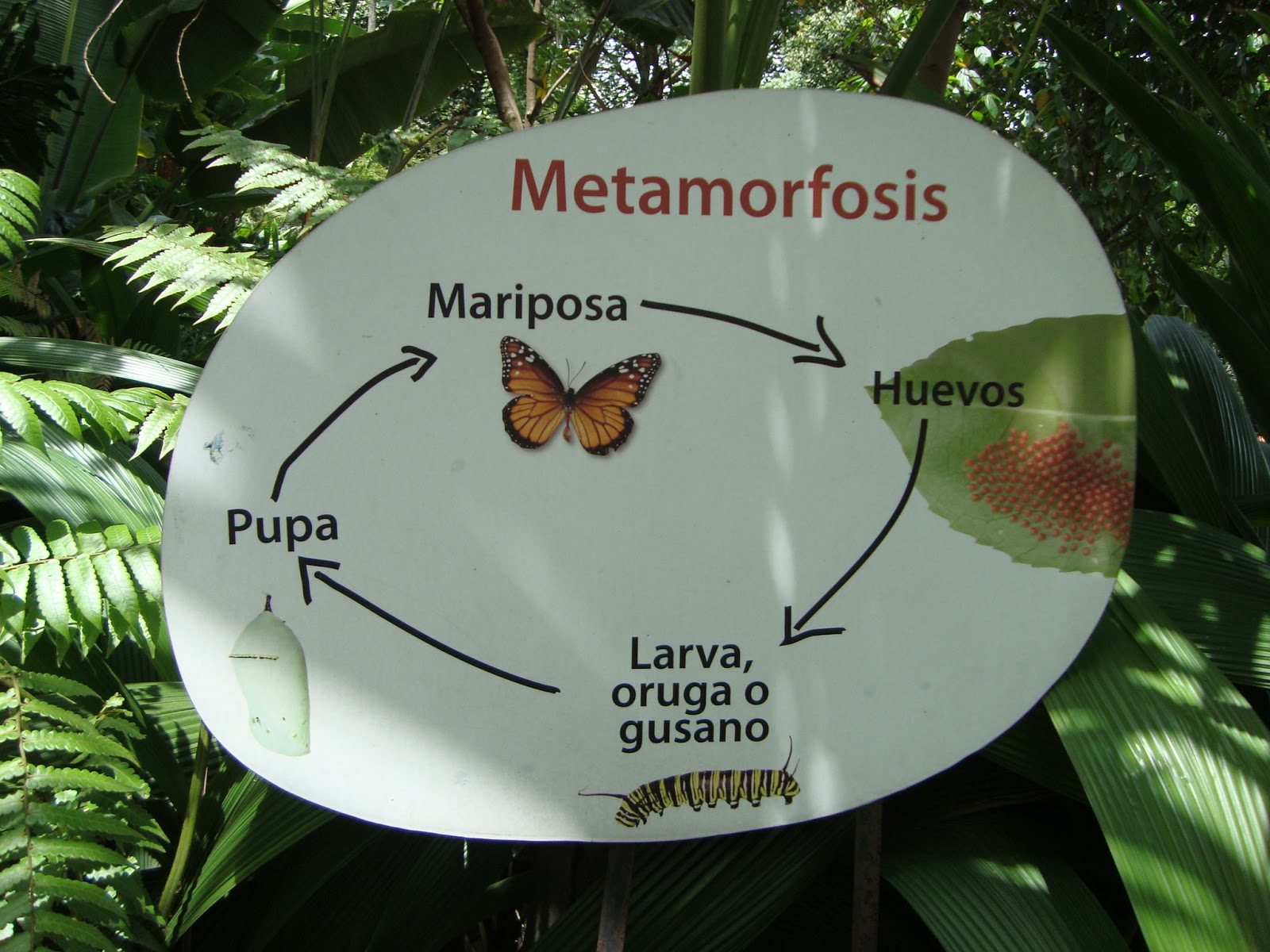 MI PREESCOLAR: Proyecto de aula las Mariposas