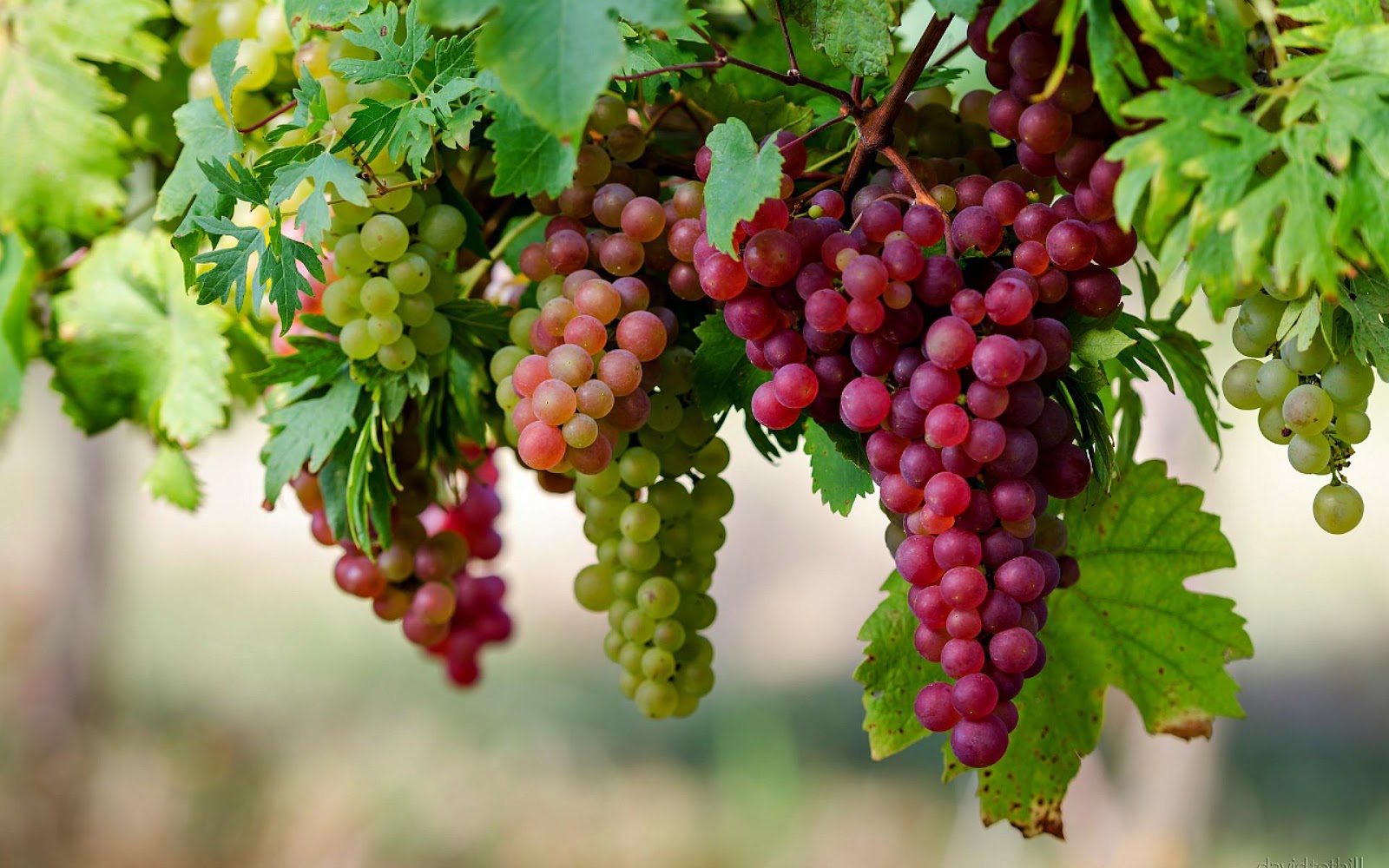 Medical Foods: Health Benefits of Grapes Medical Foods: Health Benefits of Grapes