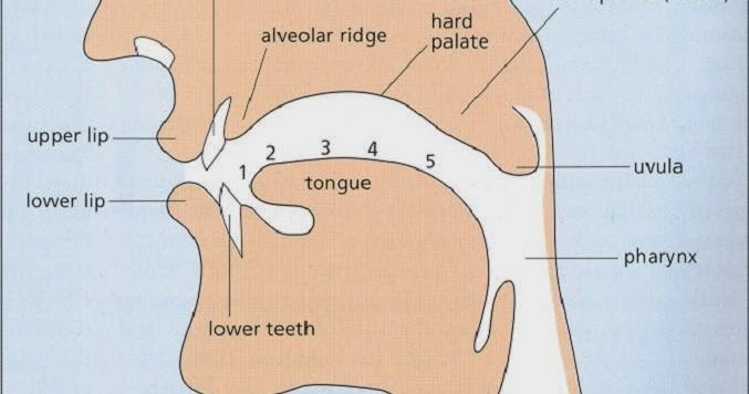 Practical Phonology Articulatory System Recap practical-phonology-articulatory-system-recap