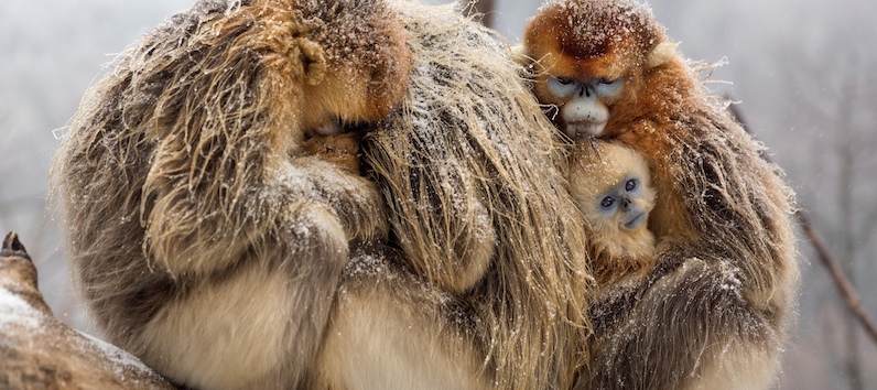 The Reel Roundup | Everything Movies & More: 'Born in China' Blu-ray ...