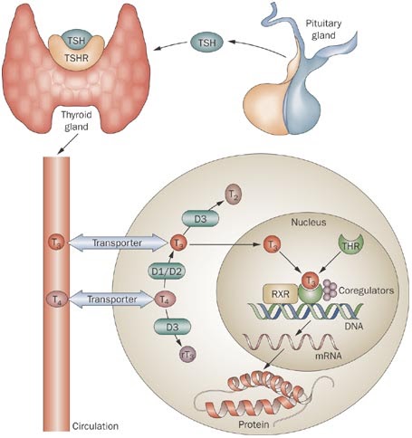 Absorb Medicine: Thyroid hormone receptor