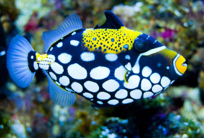 Clown Triggerfish