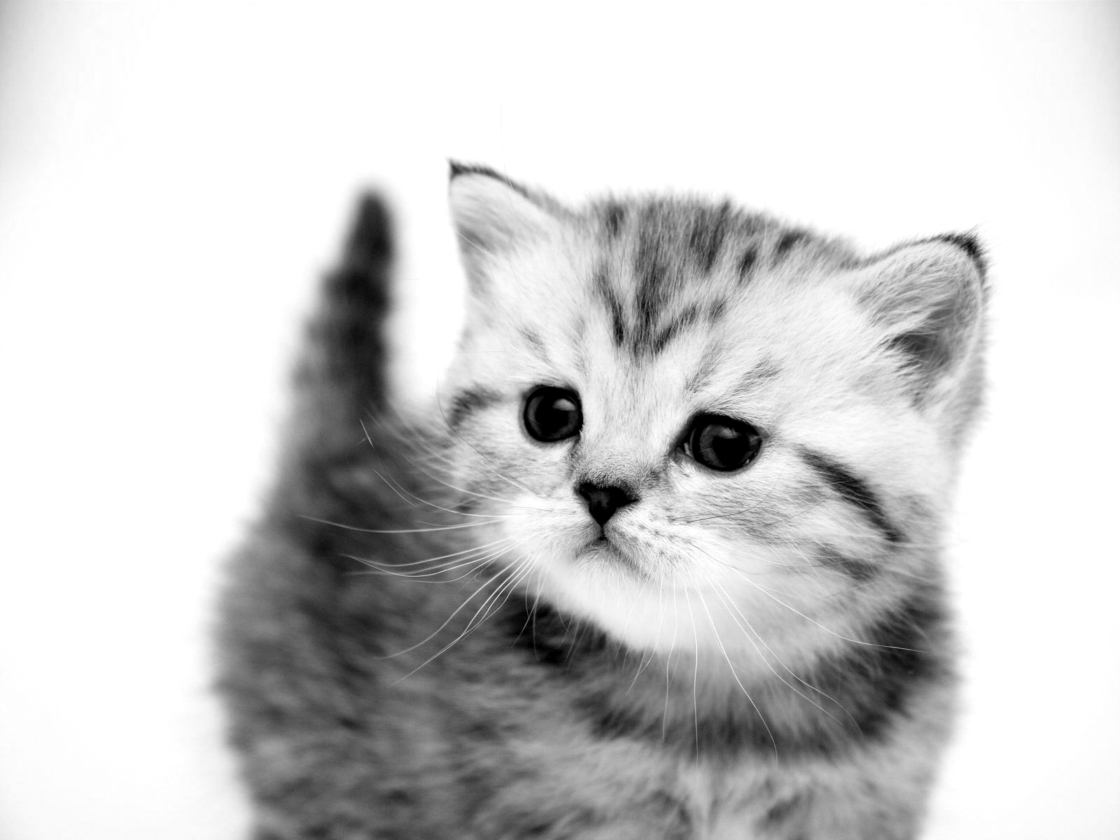 Funny Cat And Kitten Black And White Photos Black And White Photography funny-cat-and-kitten-black-and-white-photos-black-and-white-photography