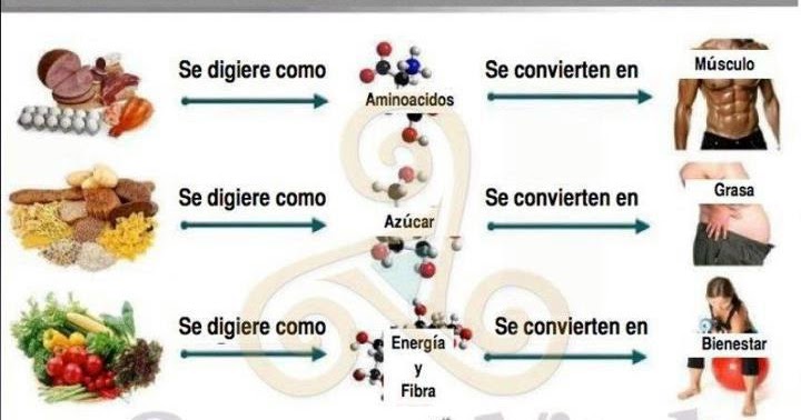 El rincón de Roge: Como metaboliza nuestro organismo?
