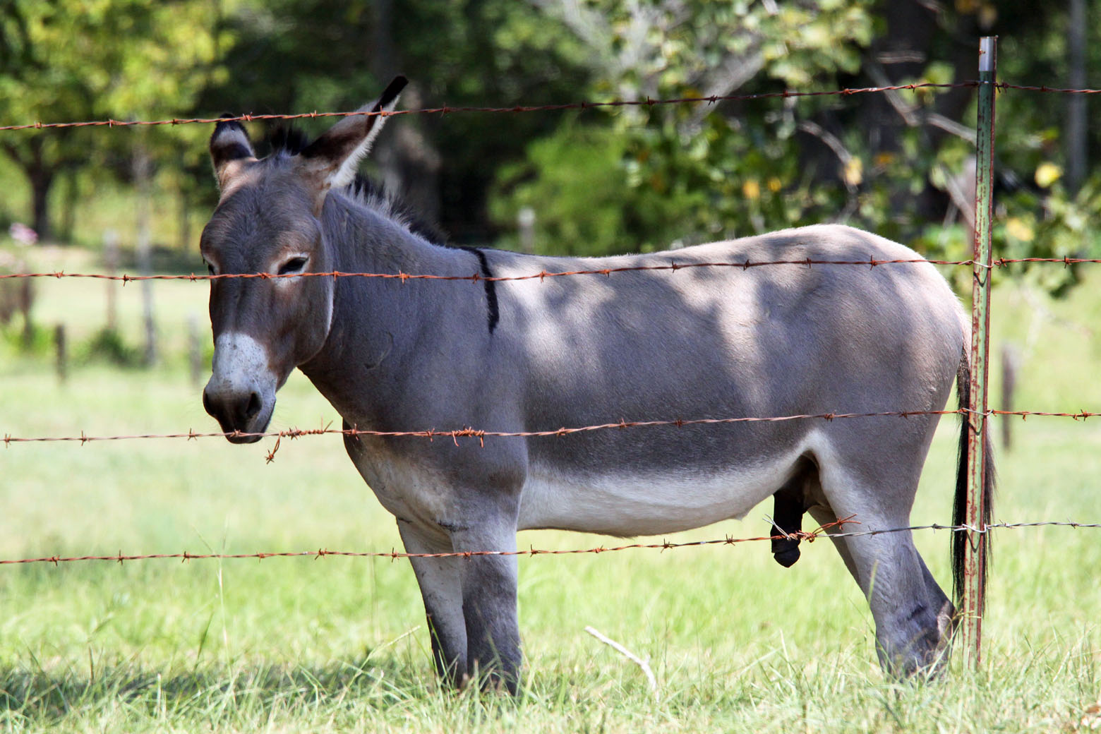 Southern Lagniappe: Donkeys Southern Lagniappe: Donkeys