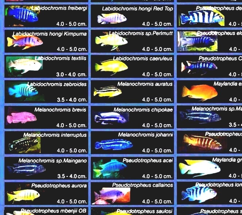 List 95+ Pictures Types Of Cichlids With Pictures Completed