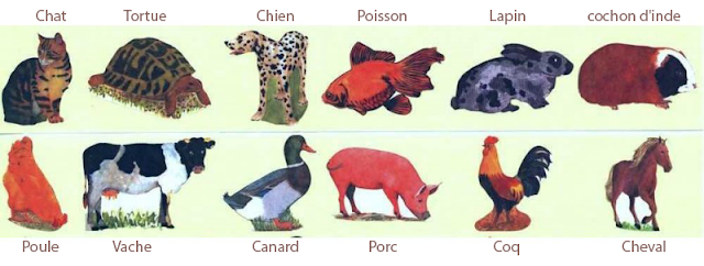 Domestiques ~ YouBen Le Monde de ZOO