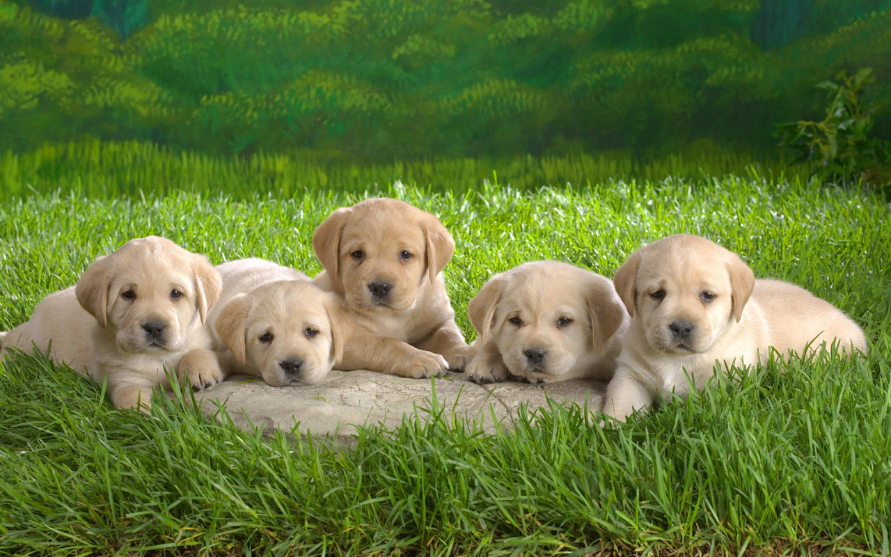 Funny Animals Zone Cute Dogs And Puppies funny-animals-zone-cute-dogs-and-puppies