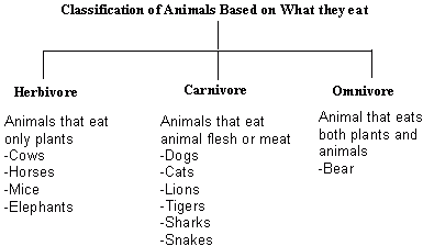 YEAR 5 - FOOD CHAIN & FOOD WEB