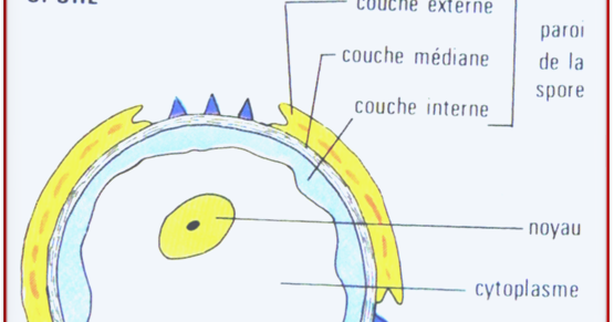 QCM-CONCOURS-GRATUITS: Correction - schéma d'un spore. QCM-CONCOURS-GRATUITS: Correction - schéma d'un spore.