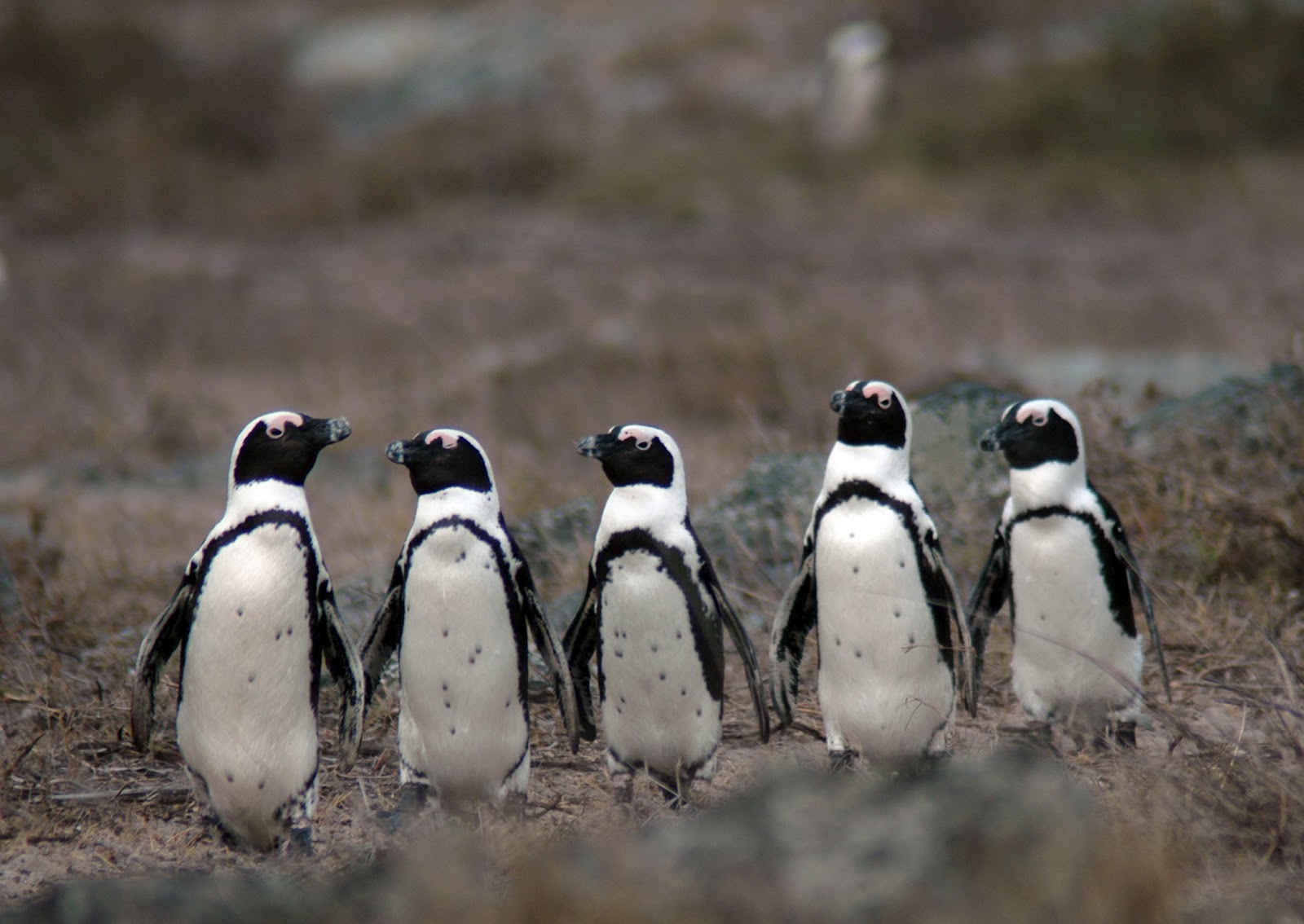African Penguin Life Of Sea african-penguin-life-of-sea