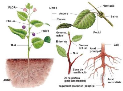 LES PLANTES: Parts principals