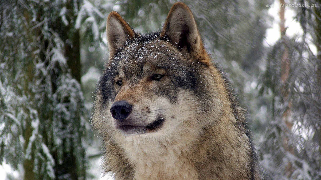 Lobos salvajes en 3D - Imagui