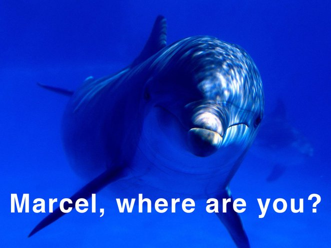 White Wolf : Bottlenose dolphins may call each other by name White Wolf : Bottlenose dolphins may call each other by name