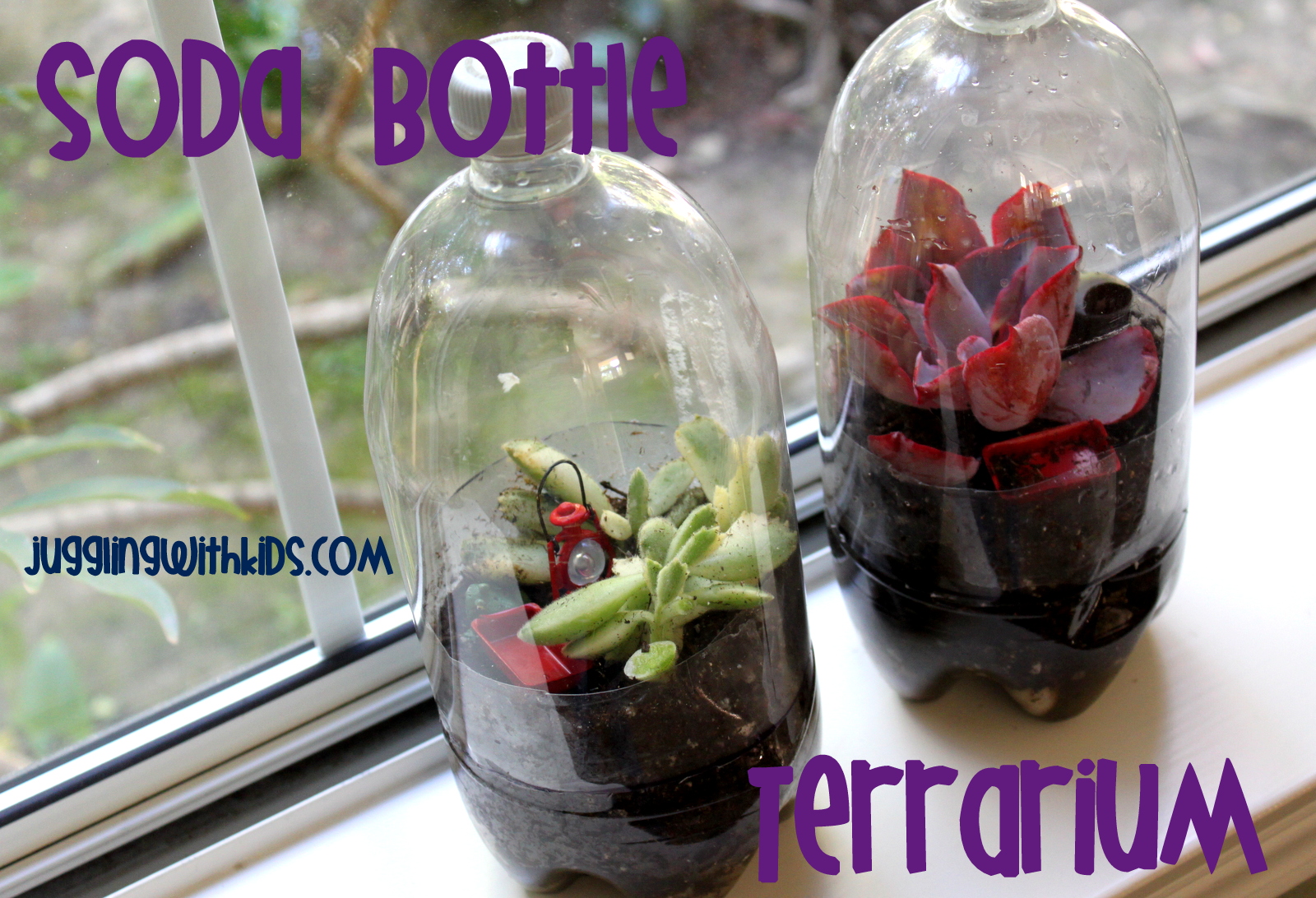Soda Bottle Terrarium | Bottle terrarium, Terrarium, Gardening for kids