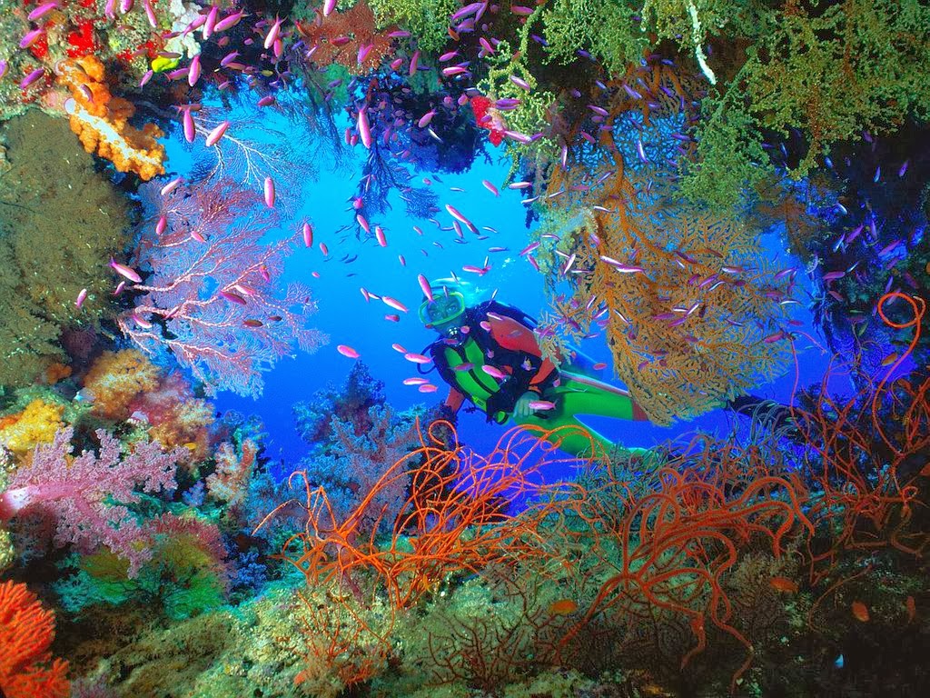 Top 8 Most Beautiful Diving Locations In Indonesia Puramoz Shared top-8-most-beautiful-diving-locations-in-indonesia-puramoz-shared