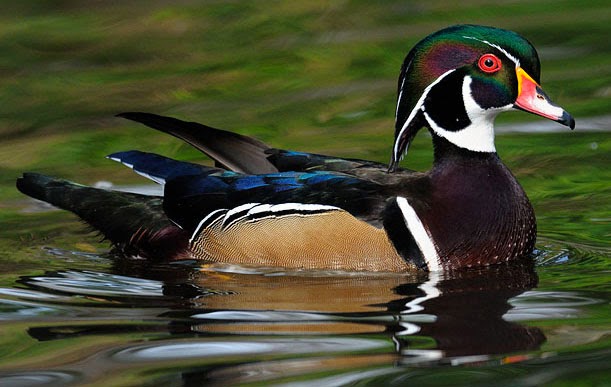 Sana pets: Fancy Duck