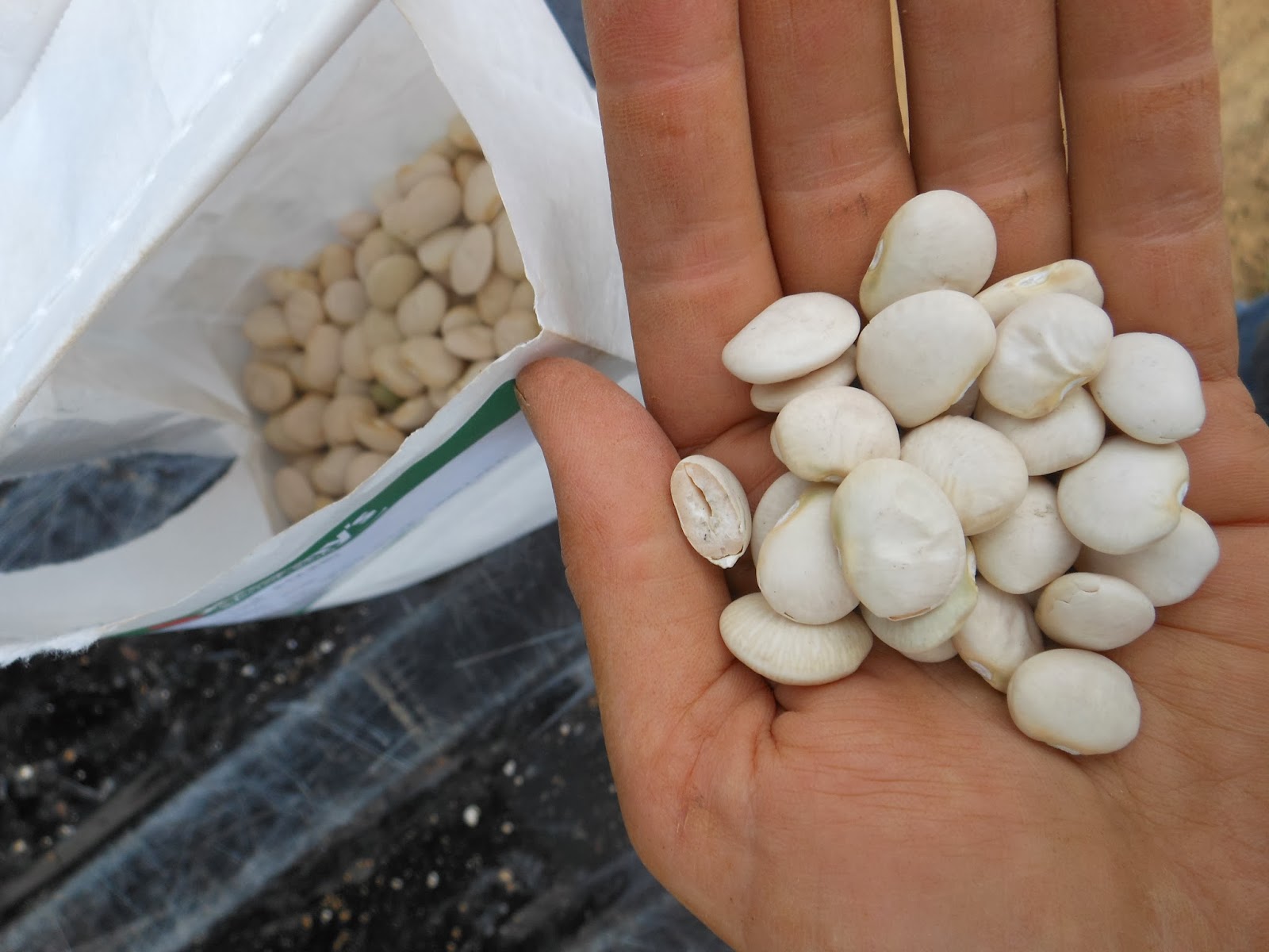 Robson's Farm: Backyard Farmer: Topic 1 of 4 - Seeds