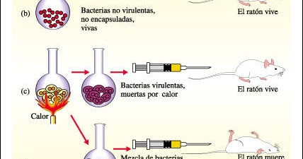 ALGO DE GENÉTICA!!: EXPERIMENTO DE GRIFFITH