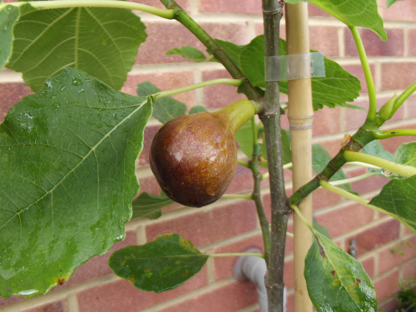 NomeGrown Figs nomegrown-figs
