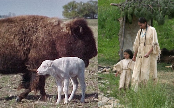 White Wolf : Oglala Lakota Women and Buffalo: Importance of Buffalo to ...