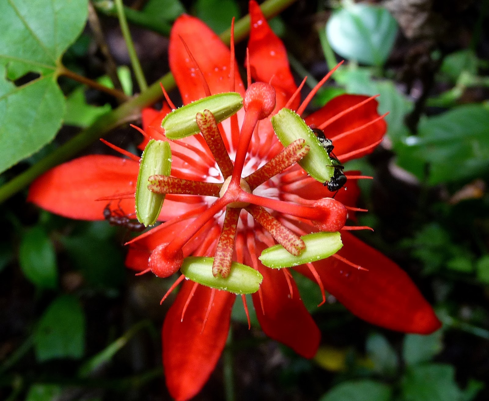 Blok888 Top 10 Most Exotic Flowers In The World 1 blok888-top-10-most-exotic-flowers-in-the-world-1