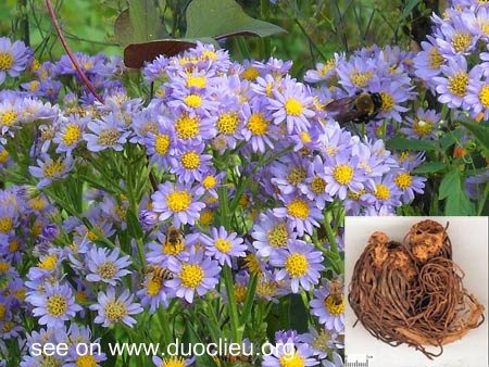 Aster root (Ziwan)-Aster tataricus L. f.