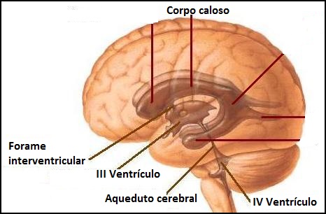 Atlas de Anatomia Humano : Sistema Nervoso