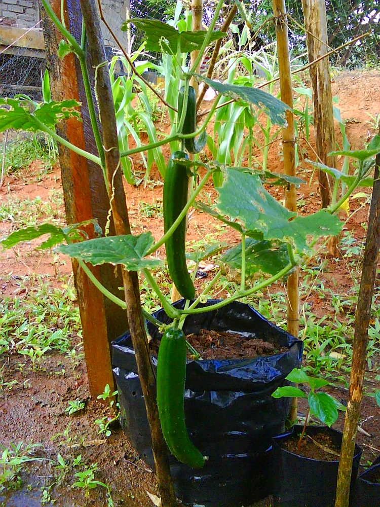 TanamSendiri.com -- Grow Your Own: Gambar Oleh Rakan Tanamsendiri ... TanamSendiri.com -- Grow Your Own: Gambar Oleh Rakan Tanamsendiri ...