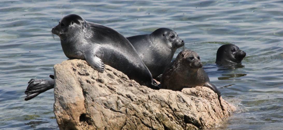 Las focas: características, identificación, alimentación, hábitat y ...