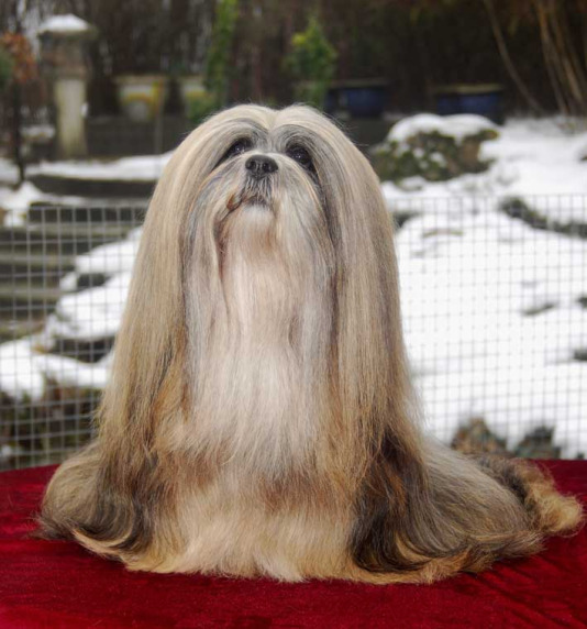 Funny Looking Dog Breeds Funny Animal funny-looking-dog-breeds-funny-animal