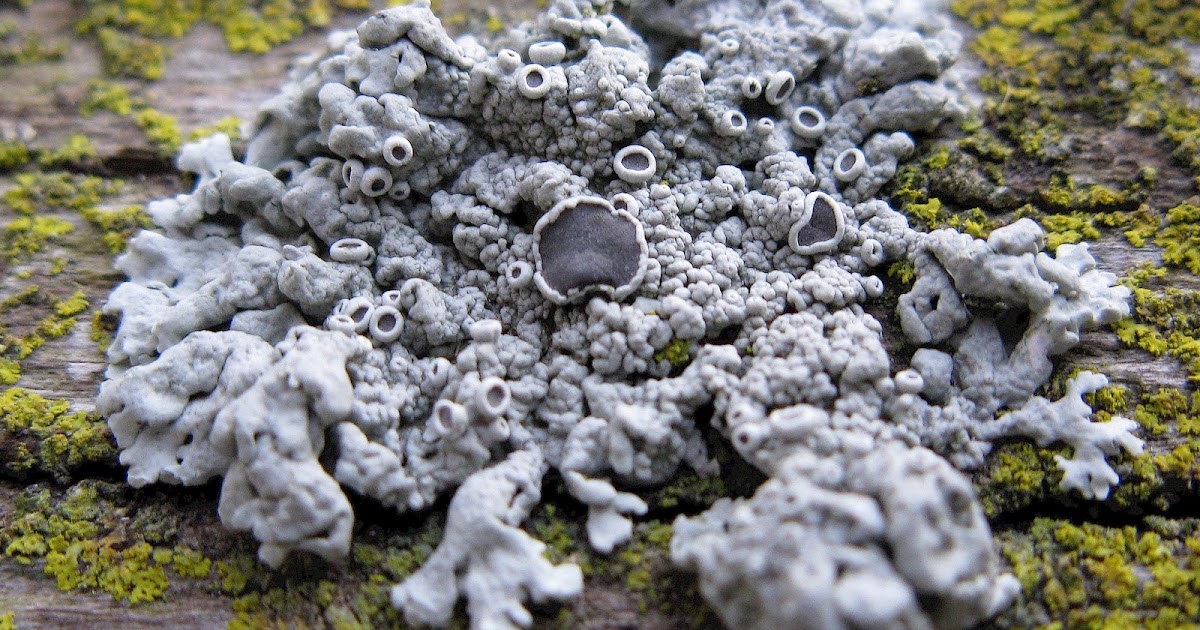Shawn McClure's Photoblog: Mailbox Fungus