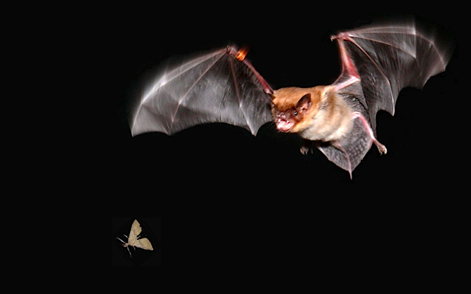 Central Pennsylvania Forestry: Webinar: Bat Biology and Their ... Central Pennsylvania Forestry: Webinar: Bat Biology and Their ...