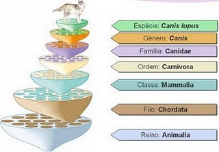 Taxonomía: Sistema o Nomenclatura Binominal