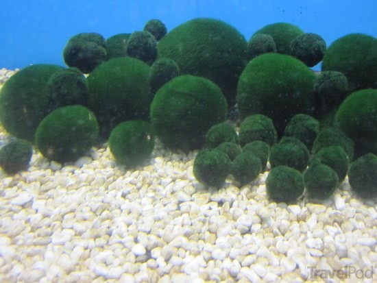 GiddyBloom: My New Obsession: Cute Japanese Moss Balls : Marimo!