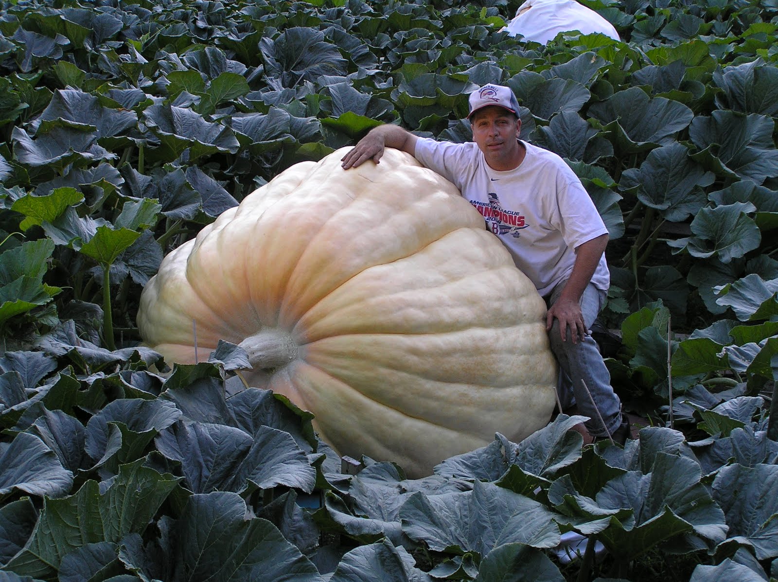 Giant Pumpkin Growing Tips From The Pumpkin Man Monster Big Pumpkins giant-pumpkin-growing-tips-from-the-pumpkin-man-monster-big-pumpkins